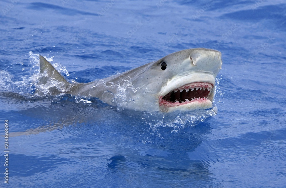 Tiger Shark Mouth Open
