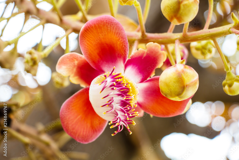 Buddha flower/ The Bodhi Tree, also known as Bo (from the Sinhalese Bo ...