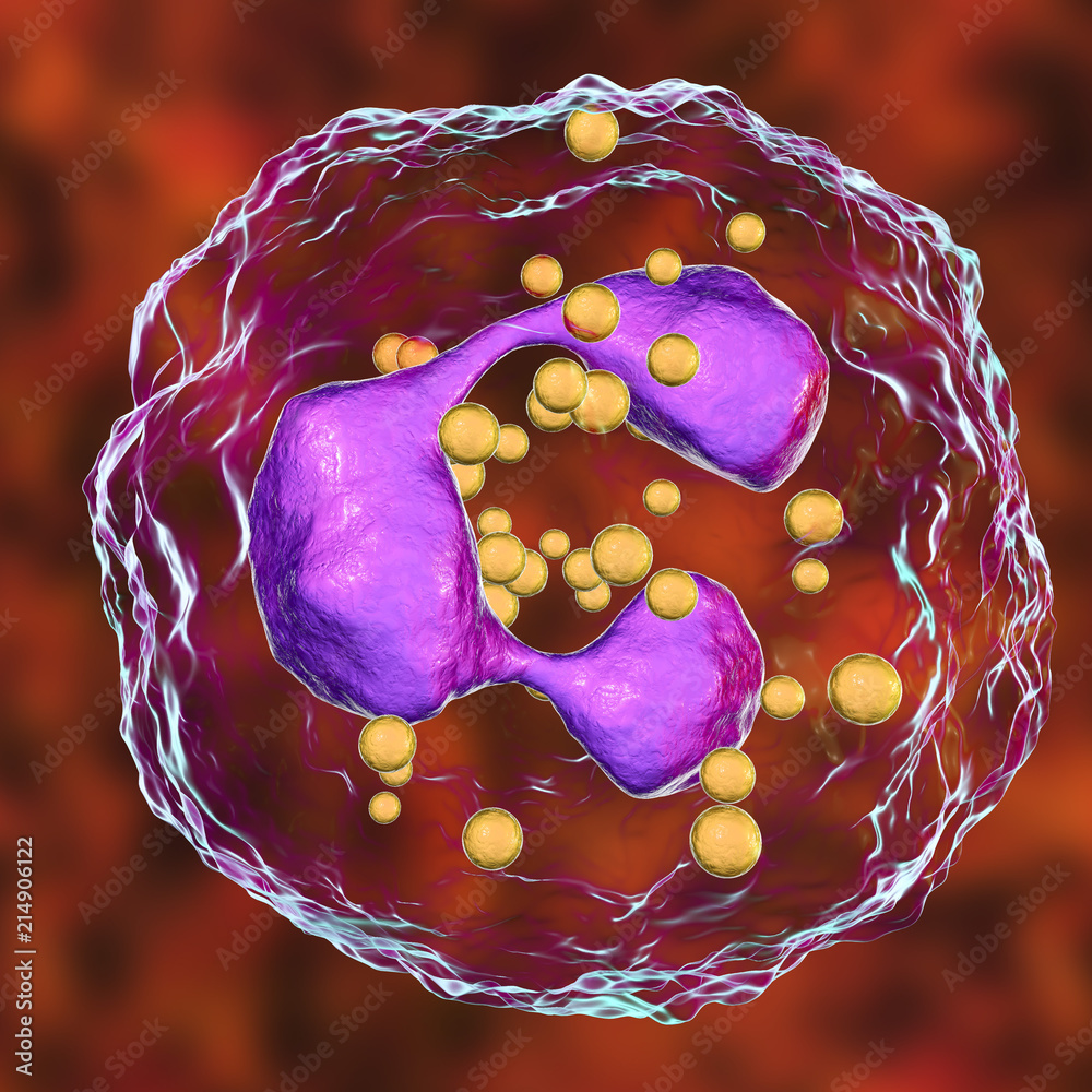 Neutrophil White Blood Cell Neutrophil Function