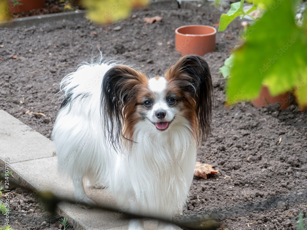 White Papillon Dog