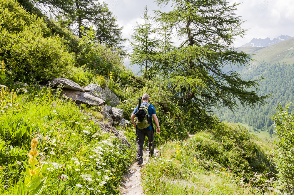 Sils, Furtschellas, Fextal, Val Fex, Fex Blatta, Blumenweg, Marmorè ...