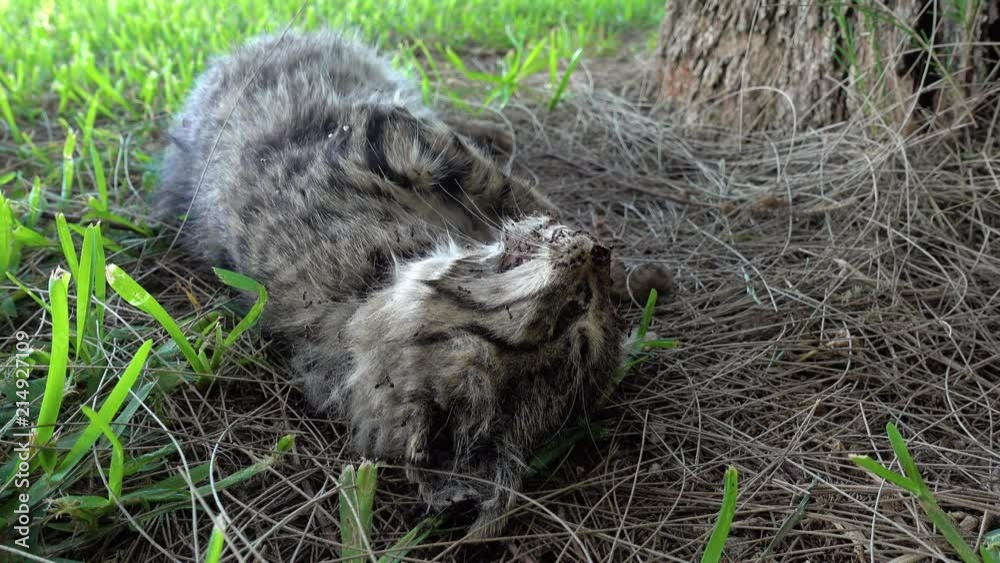 Body of the Dead Cat lies on the nature in the forest. Flies and ants ...