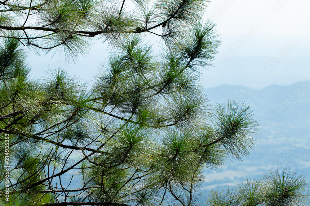 Pinus mugo - It is also known as creeping pine, dwarf mountain pine ...