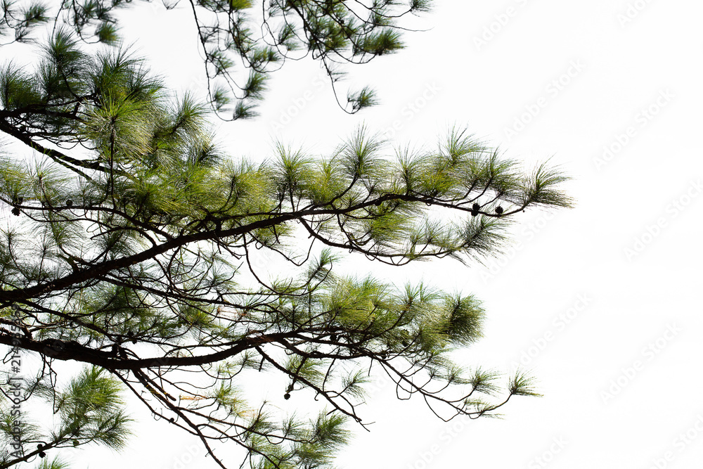 Pinus mugo - It is also known as creeping pine, dwarf mountain pine ...