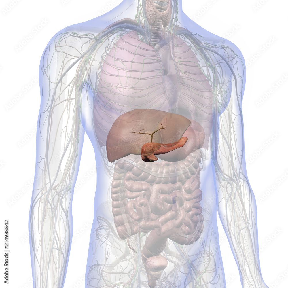 Human Body Anatomy Liver
