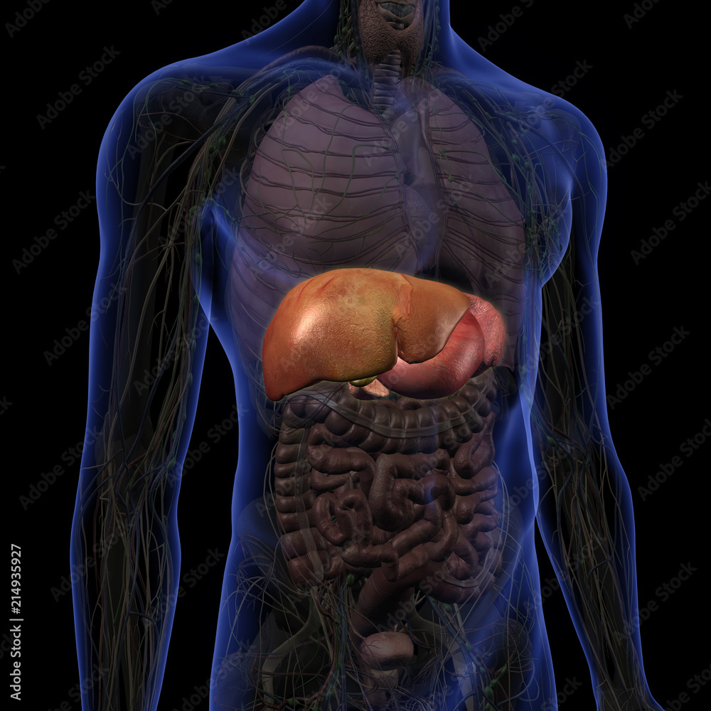 Liver, Stomach, Spleen and Gall Bladder Highlighted in Human Anatomy ...