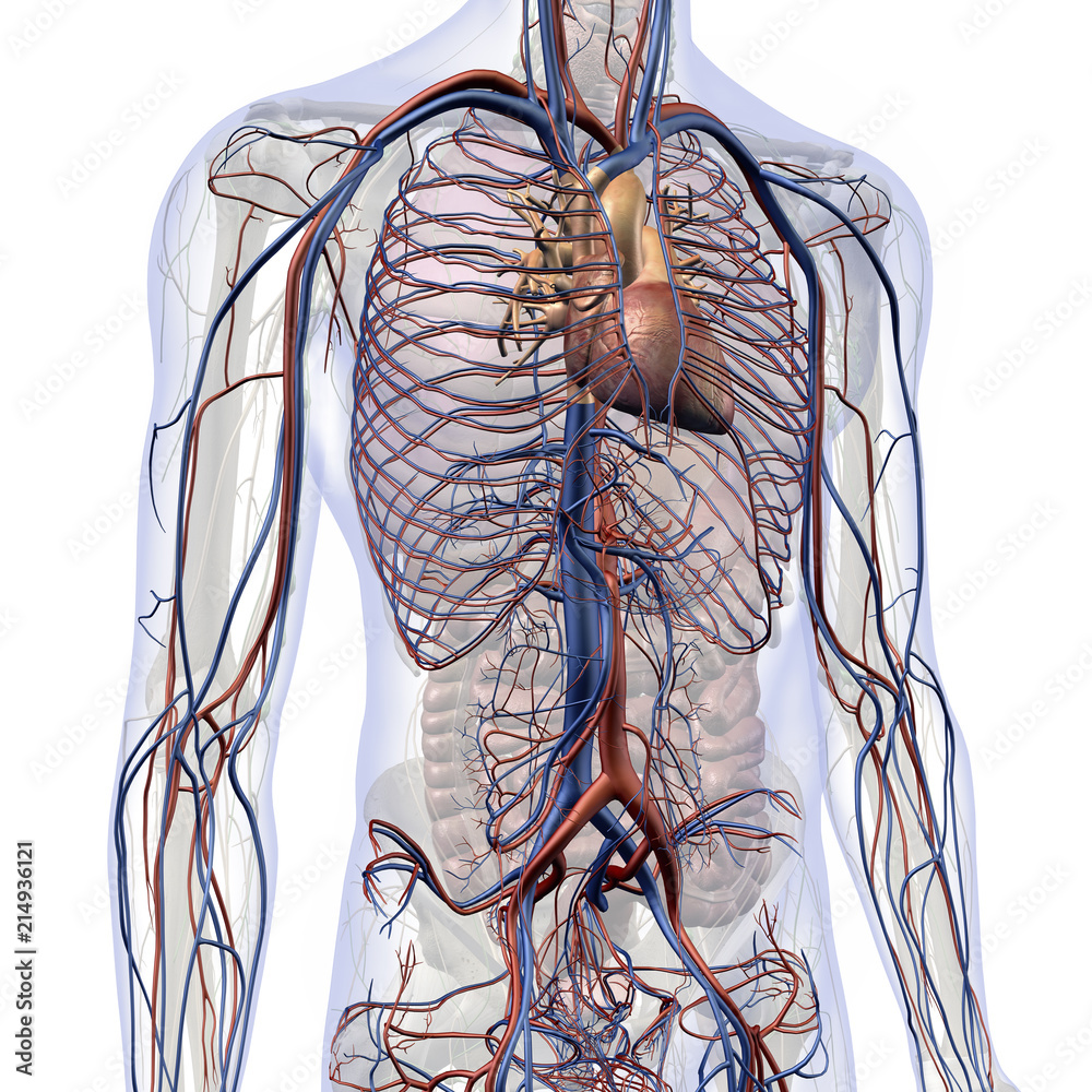 Male Internal Anatomy of Heart and Circulatory System Stock ...