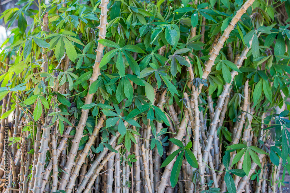 Tapioca tree Stock Photo | Adobe Stock
