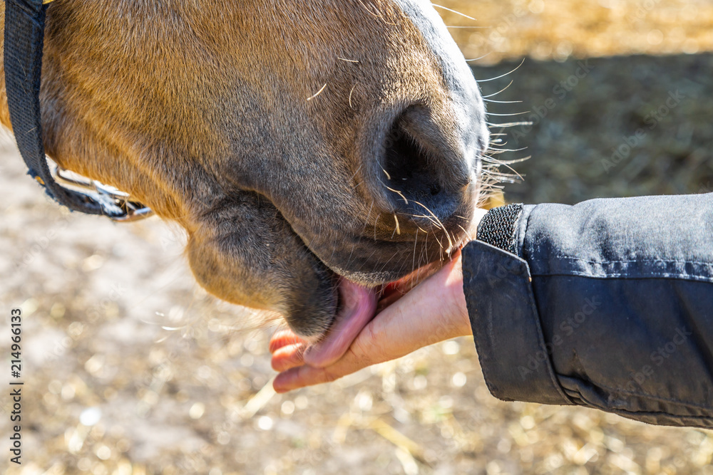 das Maul von einem Pferd in der Nahaufnahme Stock-Foto | Adobe Stock