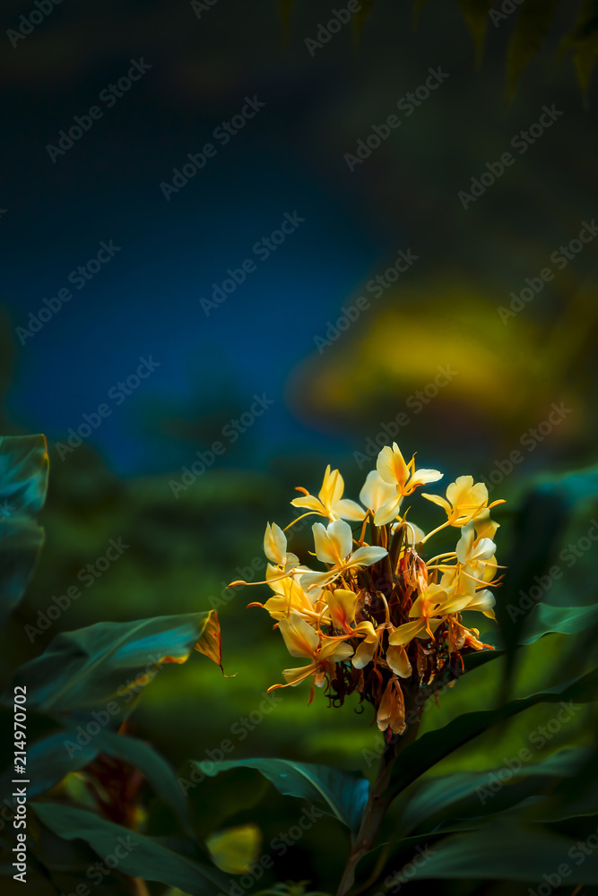 Close up on a beautiful native but invasive plant growing in the ...