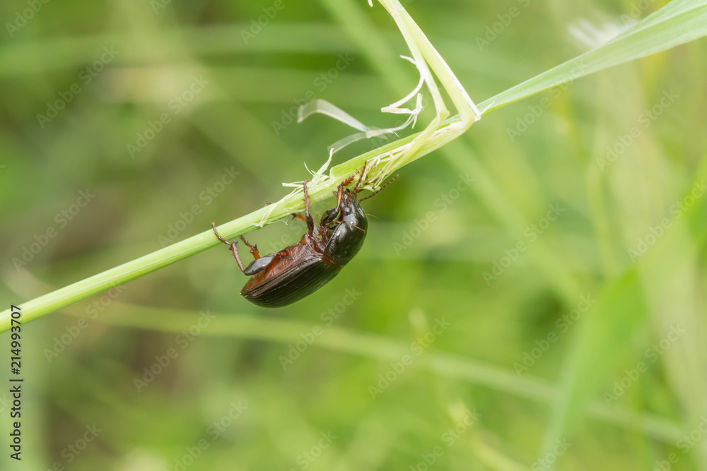 Macro photograph of a beetle sitting on a grass stalk. The beetle is ...
