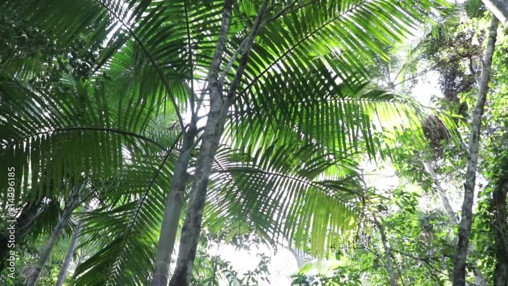 Sub coastal rainforest tree top canopy view with bursts of sunlight ...