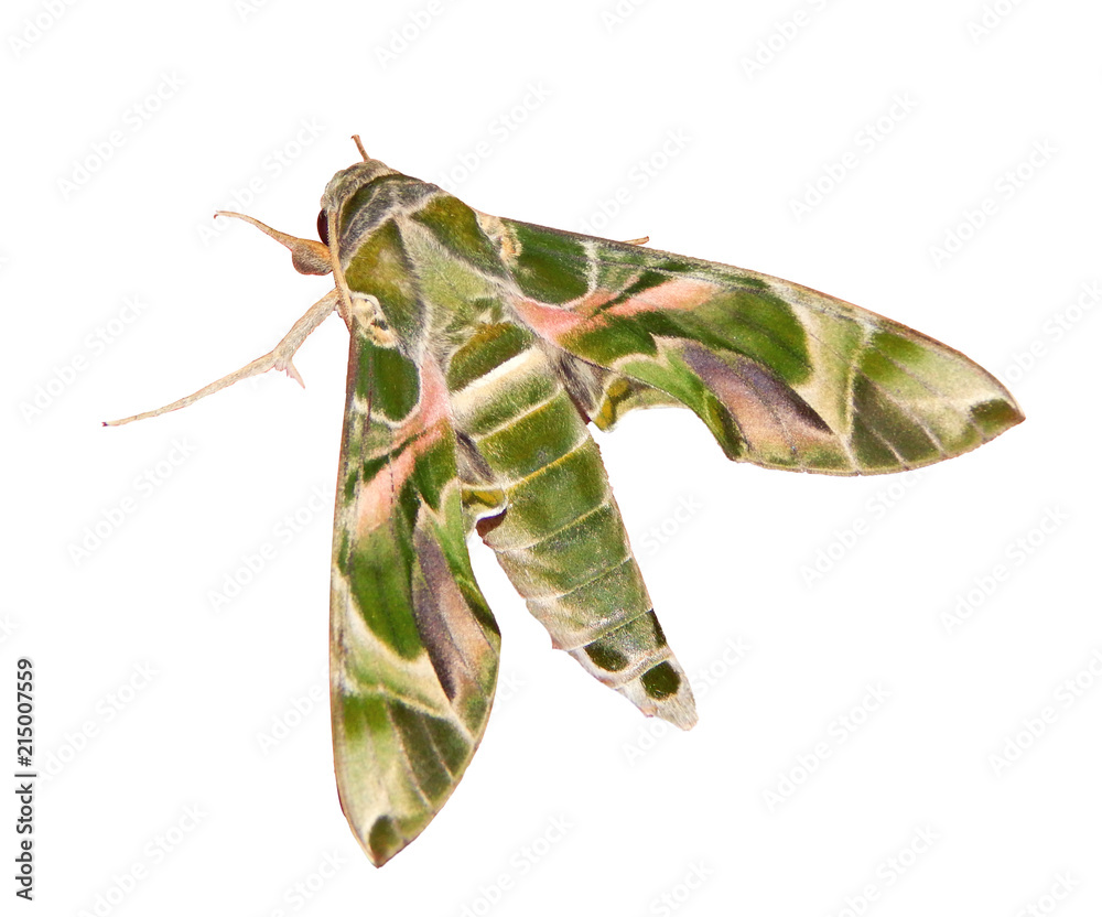The green and pink camouflage-colored oleander hawk-moth or army green ...