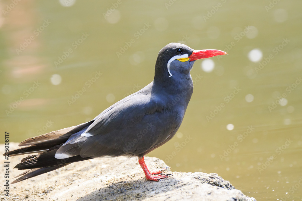 Inca tern (Larosterna inca) has a dark grey body, white moustache on ...