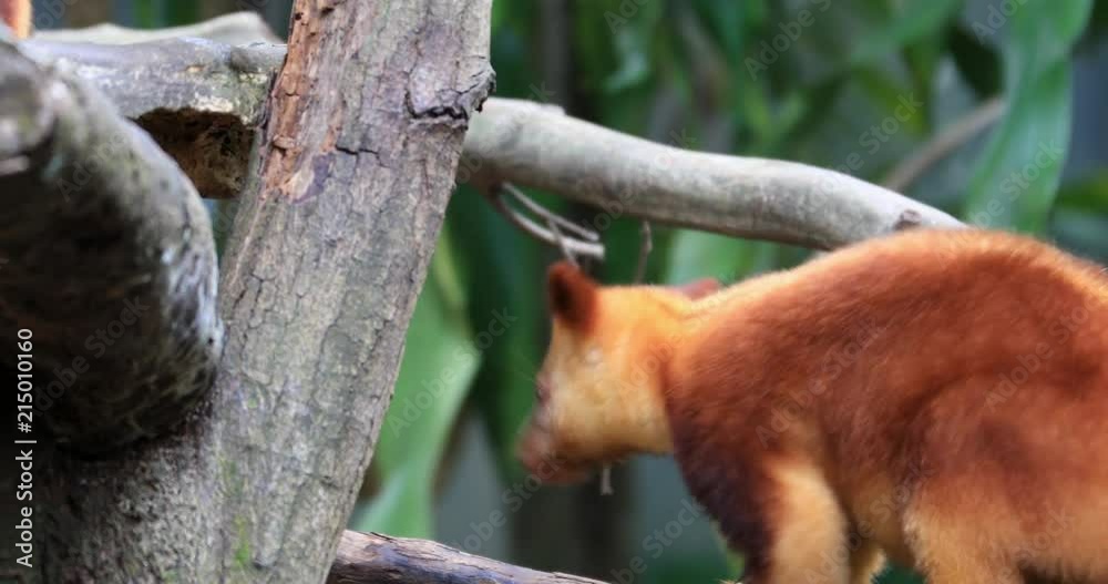Goodfellow Tree-Kangaroo in canopy of rainforest in Papua New Guinea ...