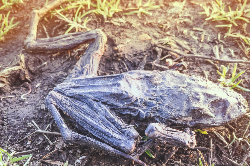 mummified body of a frog. Stock Photo | Adobe Stock