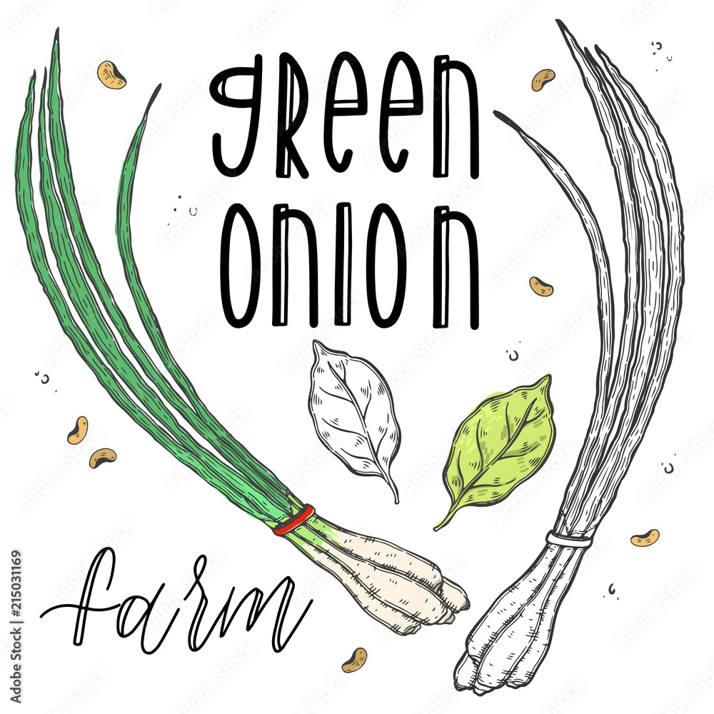 Green Onion Sketch