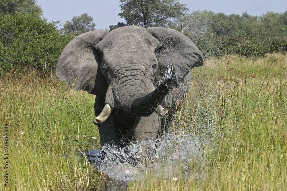 African Elephant Spraying Water