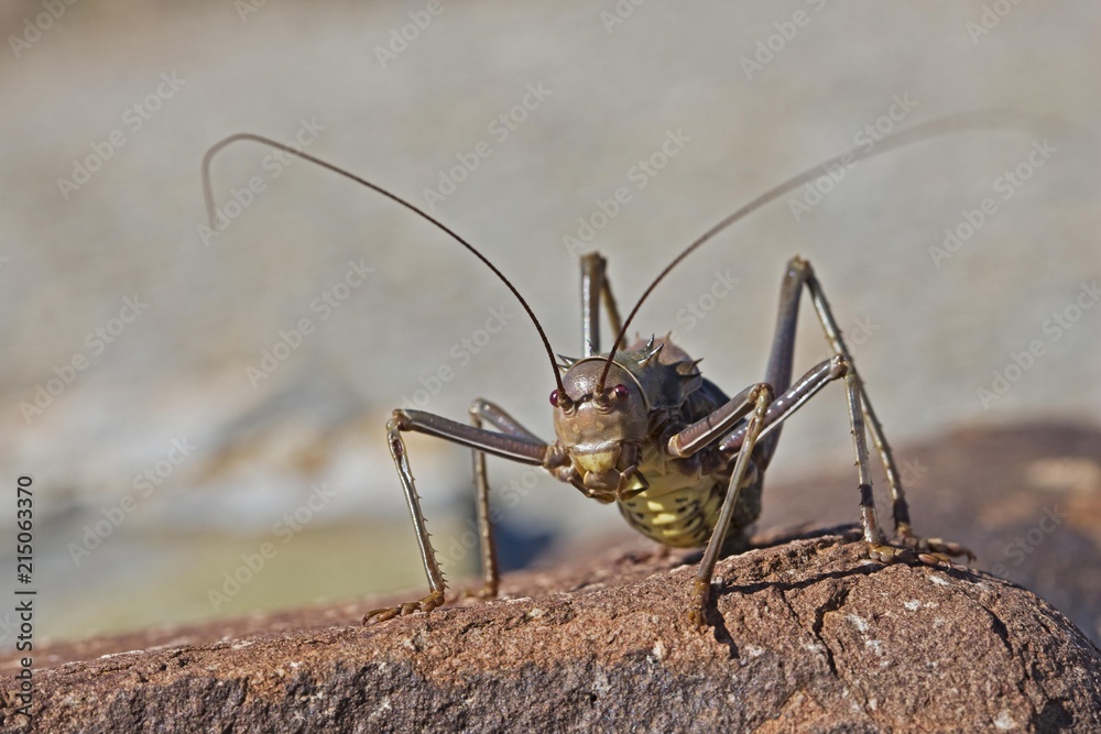 Foto de Armoured ground cricket, Armoured bush cricket, Corn cricket or ...