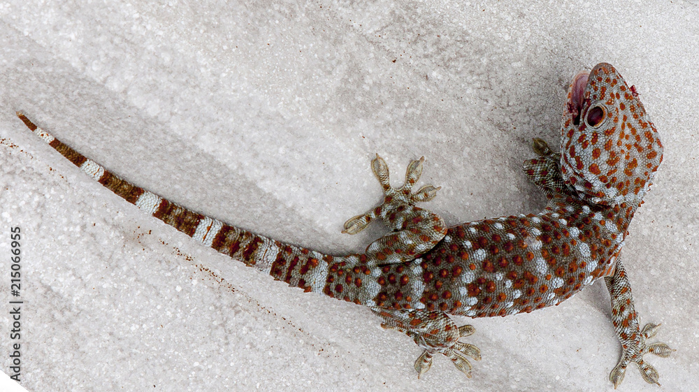 Gecko lizard climbing wall background. Stock Photo | Adobe Stock