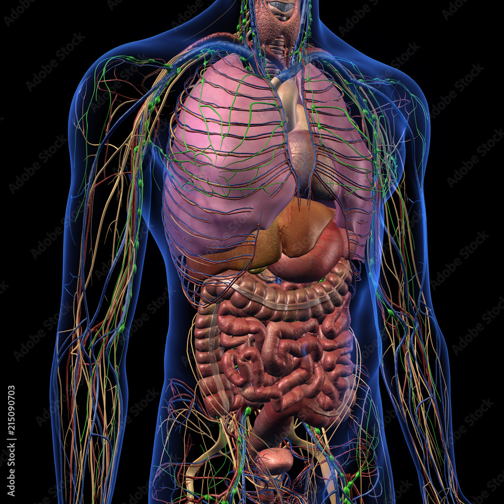 Male Internal Anatomy of Chest and Abdominal Area on Black Background ...