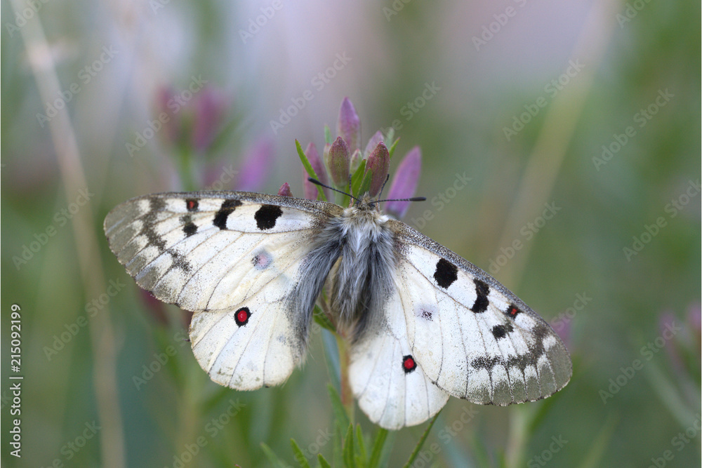 Roter Apollo Falter Stock Photo | Adobe Stock
