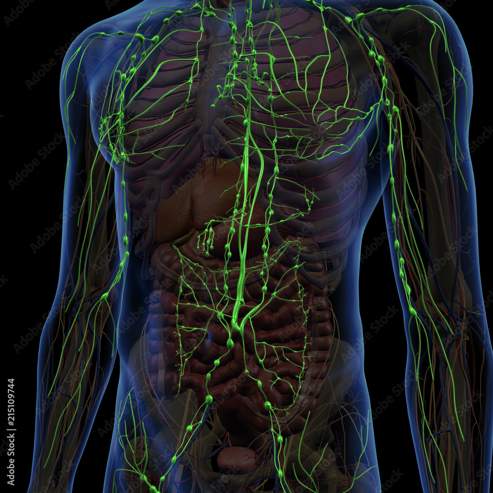 Lymphatic System Internal Anatomy in Male Chest and Abdomen Stock ...