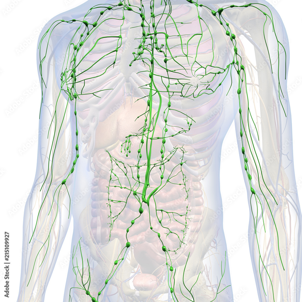 Lymphatic System Internal Anatomy in Male Chest and Abdomen Stock ...