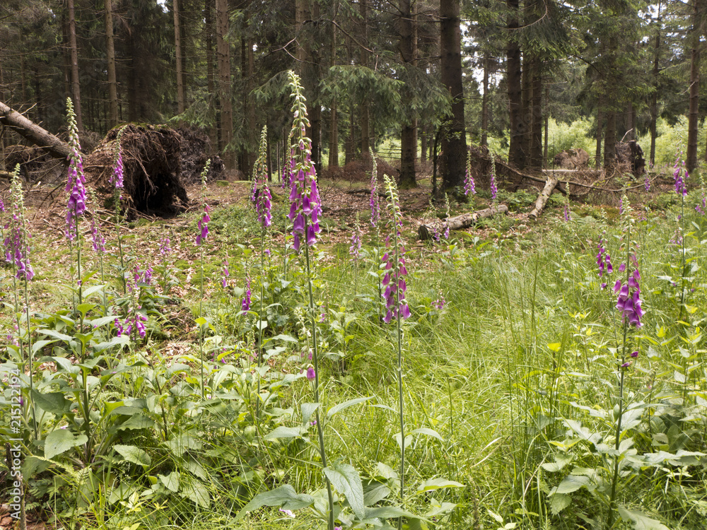 Ein Wiese voller blühendem Fingerhut an einem Waldrand in der Nähe von ...