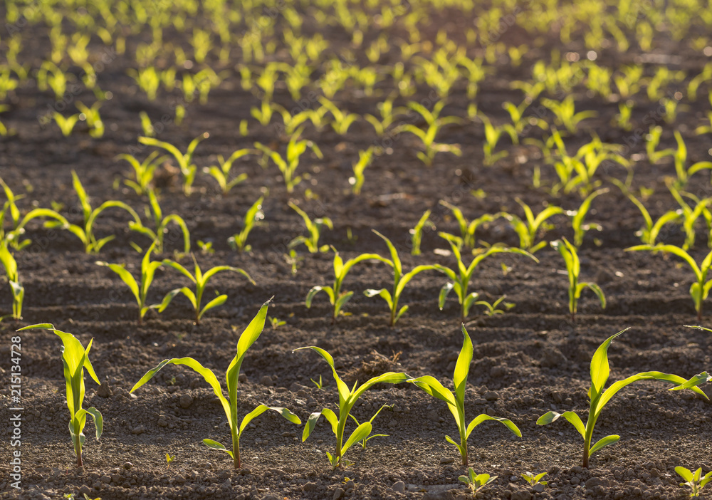 Backlit young maize seedling (Zea mays) growing on corn field in spring ...