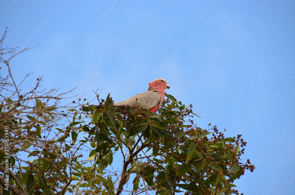 The bird named "Galah" is native to Australia and is living only there ...