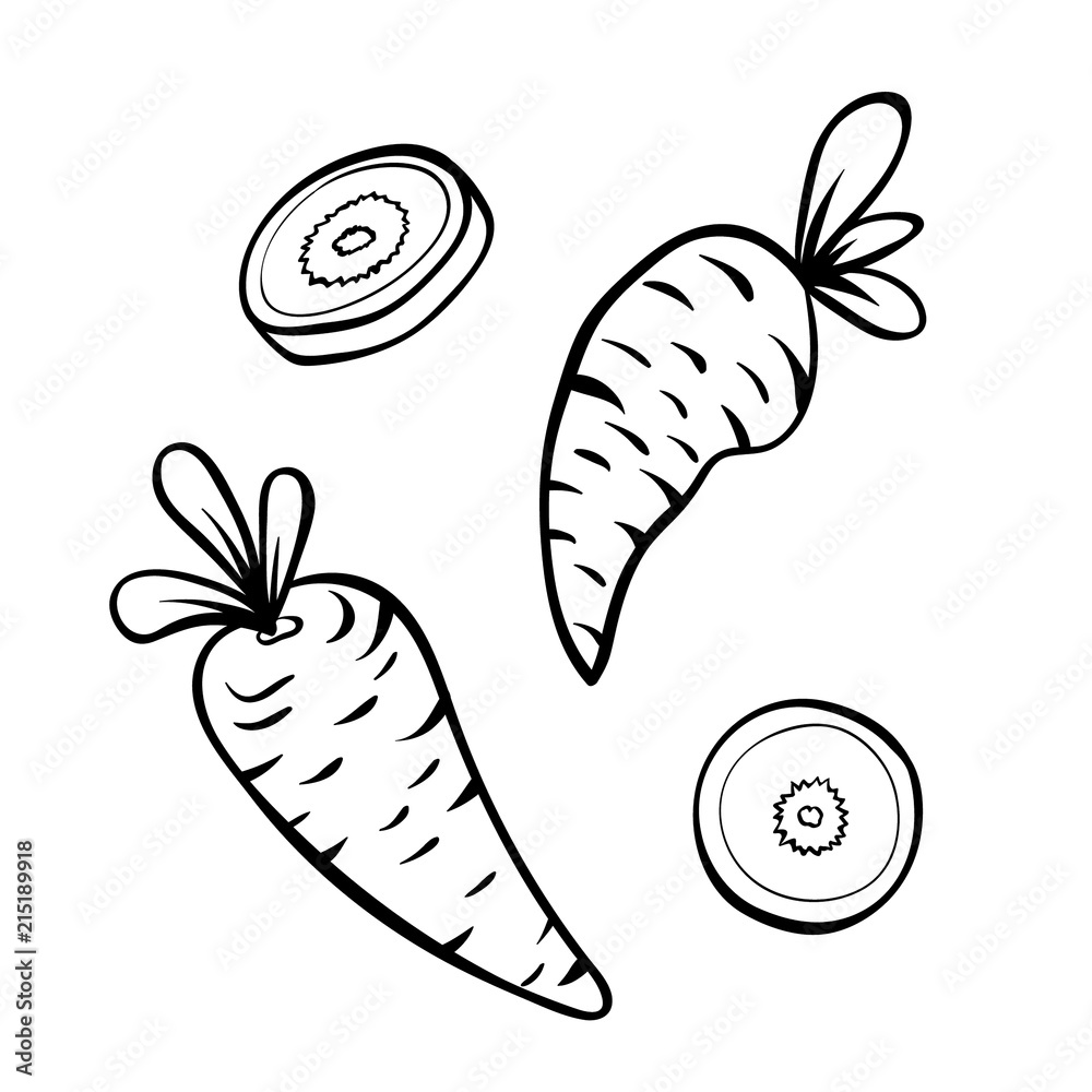 Vector hand drawn illustration of carrot. Outline doodle icon. Food ...
