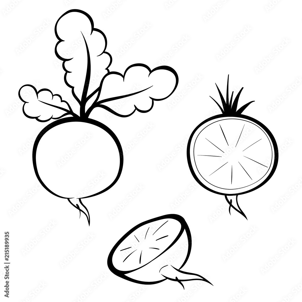 Vector hand drawn illustration of radish. Outline doodle icon. Food ...