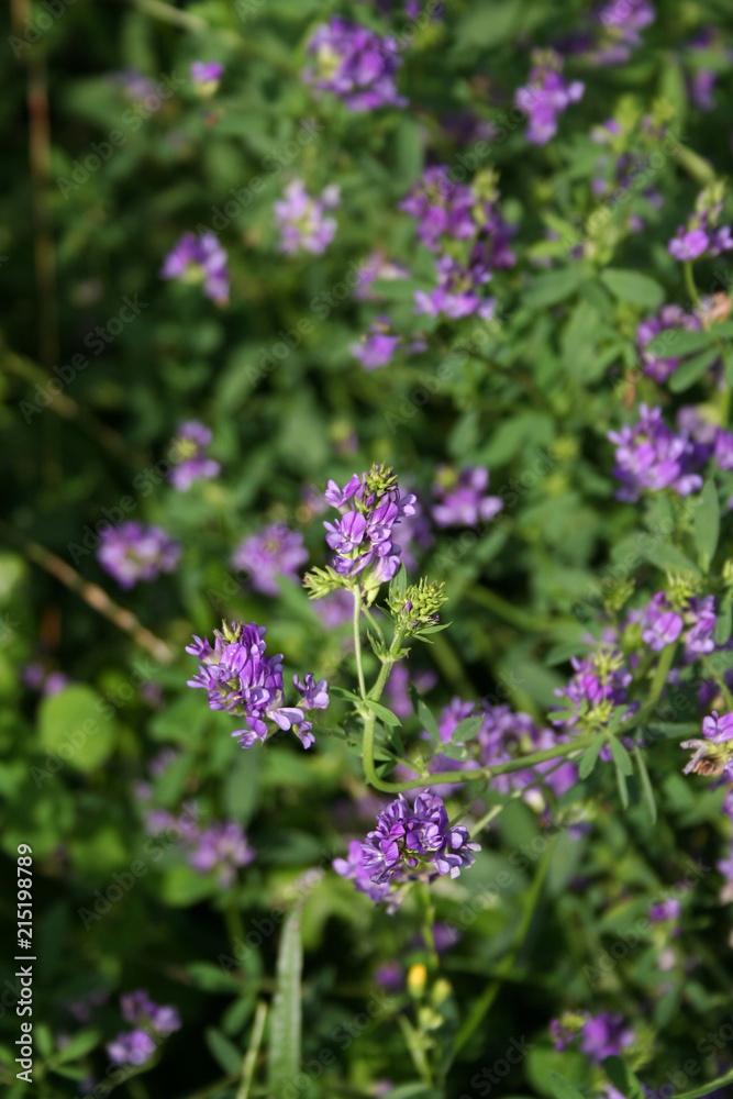 Alfalfa Flower