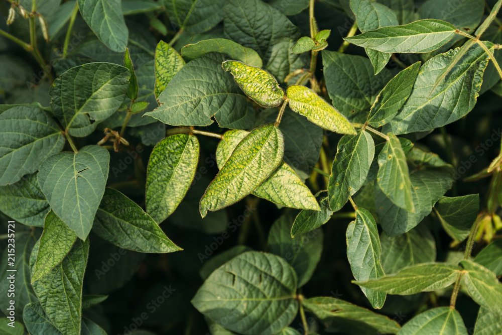 soybean leaves with soybean diseases Stock Photo | Adobe Stock