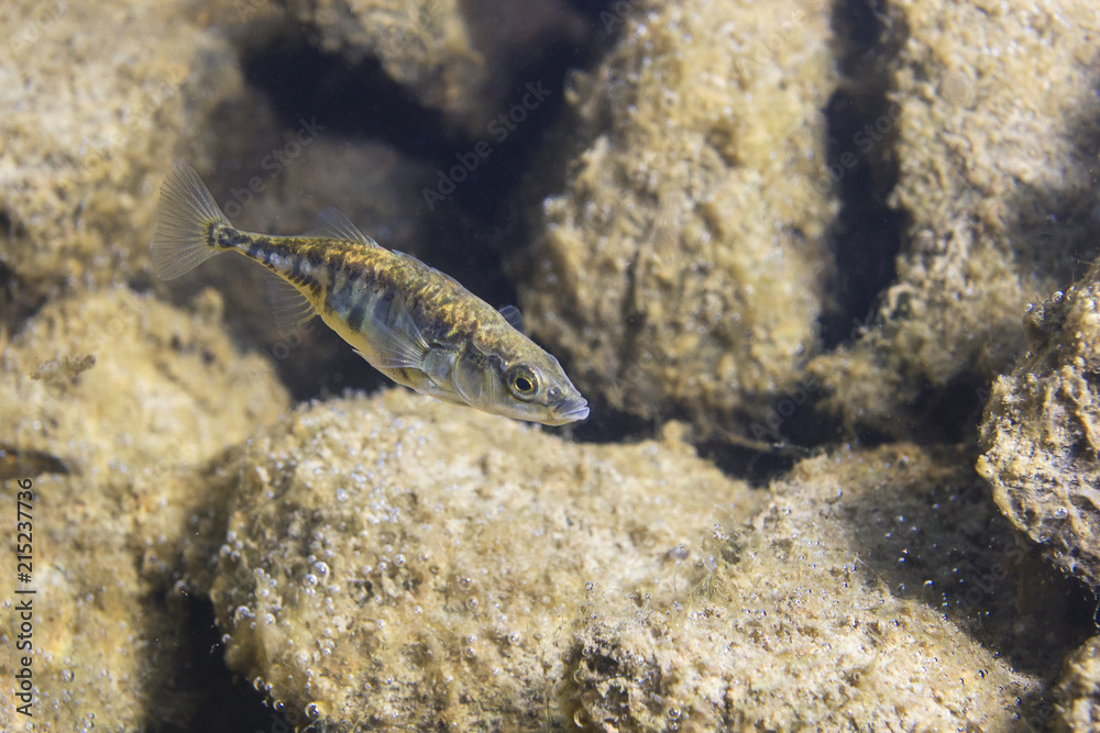 Freshwater fish Three spined stickleback (Gasterosteus aculeatus) in ...