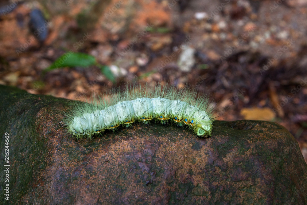 Lime Green Hairy Caterpillar