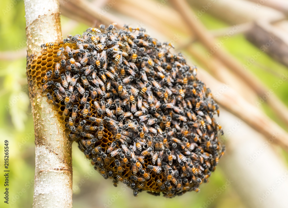 Honeycomb and bee or Apis florea on moringa tree and blur green leaves ...