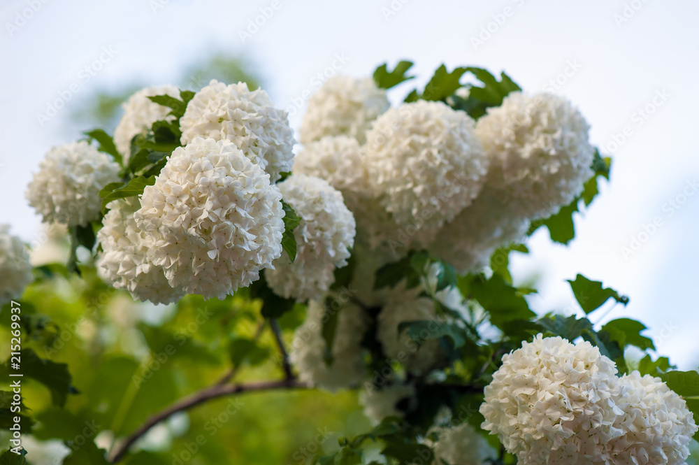 Chinese snowball viburnum flower heads are snowy. Snowball tree ...