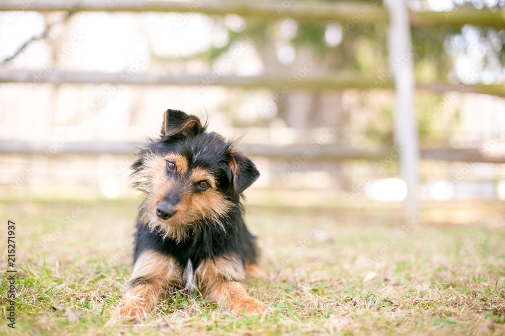 Black Wire Haired Terrier Mix