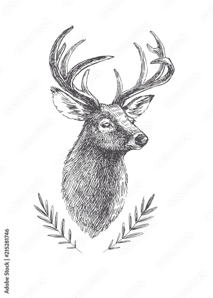 Vector vintage deer head in engraving style. Hand drawn illustration with animal portrait isolated on white Stock Adobe Stock