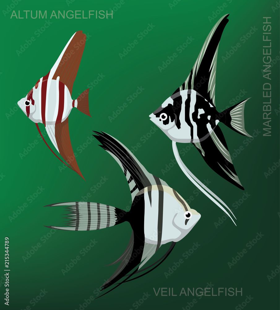 Freshwater Angelfish Set Cartoon Vector Illustration Stock Vector ...