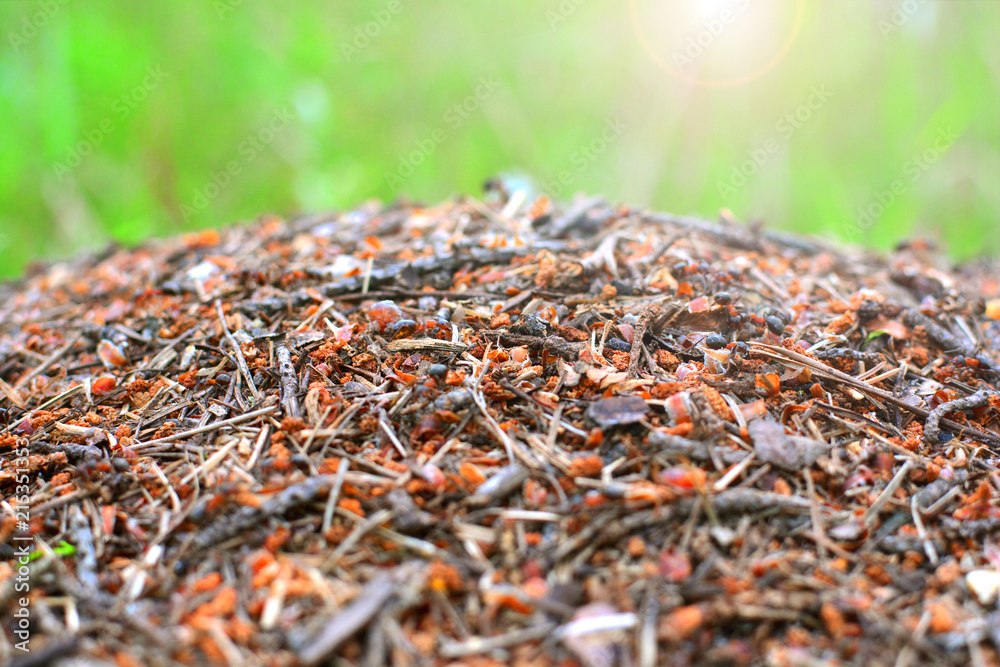 Anthill closeup. Ant house background. Stock Photo | Adobe Stock