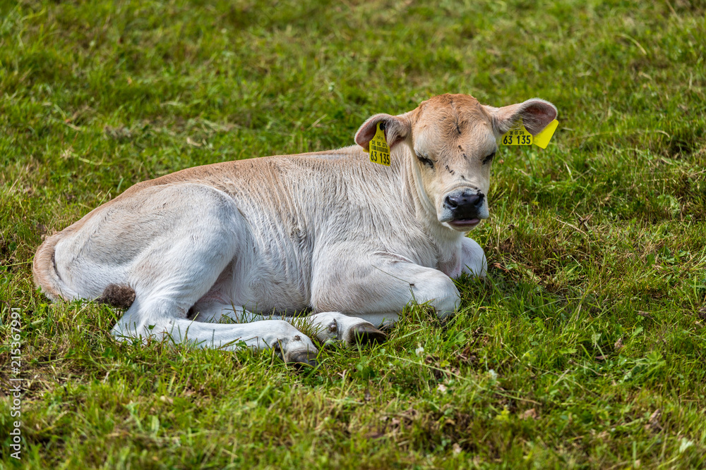 Kalb vom Tiroler Grauvieh alleine auf einer Wiese in der Eifel Stock ...