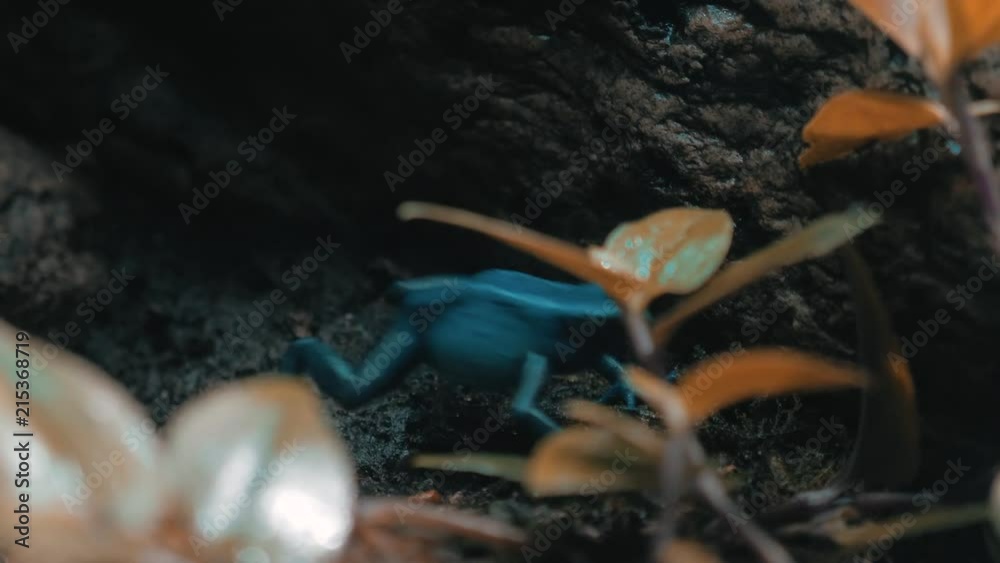 Vidéo Stock A blue poison dart frog, Dendrobates tinctorius azureus ...
