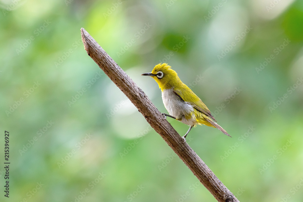 Oriental white-eye bird is a small bird with olive and yellow color on ...