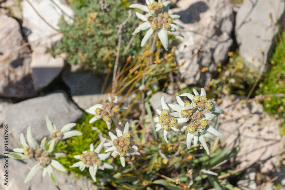 Leontopodium nivale subsp. alpinum, mountain flower with white wooly ...
