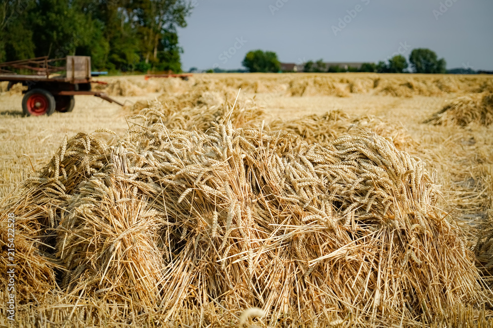 Historische Getreideernte - in Hocken zusammengebundene Getreidegarben ...