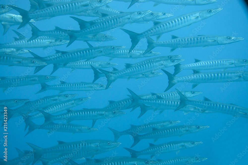 School of great Barracuda (Sphyraena barracuda), also known as the ...