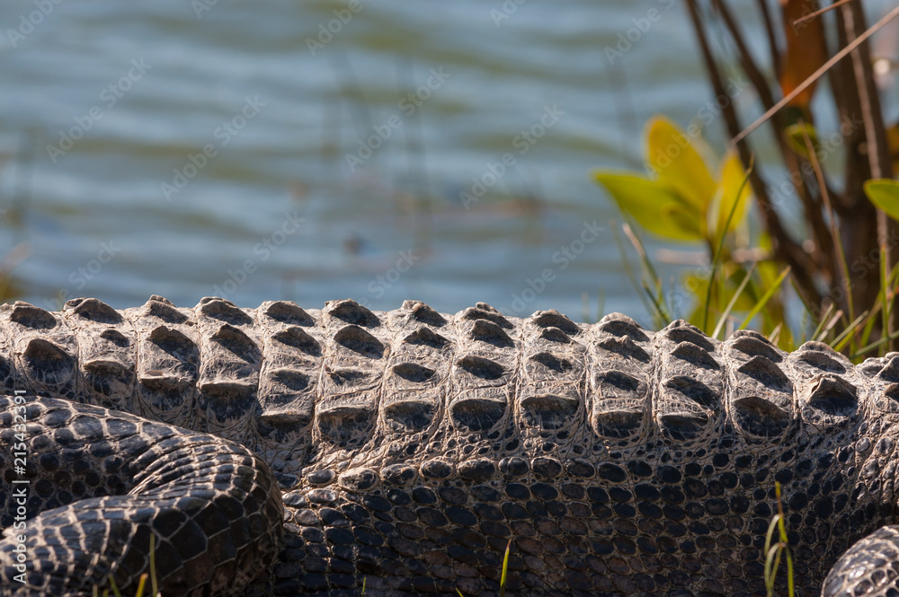 Alligator Scales